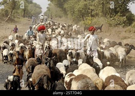Shepherd Sheep and Goats, Akola, Akot, Maharashtra, India, Asia Stock ...
