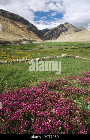 Leh manali road upshi valley, leh, ladakh, Jammu and Kashmir, india ...