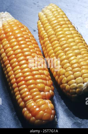 Planting corn in a rural area of Costa Rica - Mato Grosso do Sul Stock ...