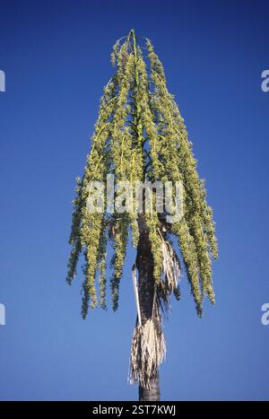 Green palm leaf of Talipot Palm (Corypha umbraculifera L Stock Photo ...