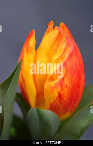 tulipa flair flower Stock Photo - Alamy