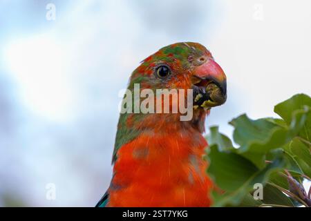 Photograph of an Australian King Parrot eating berries in a green leafy ...