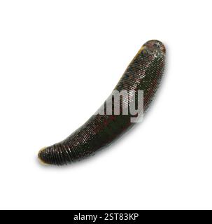 One medicinal leech isolated on white, top view Stock Photo - Alamy
