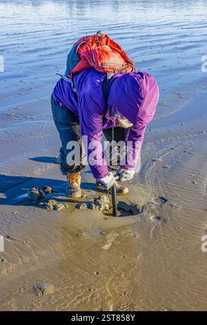 Woman with clam gun harvesting Pacific Razor Clams on Mocrocks Beach ...
