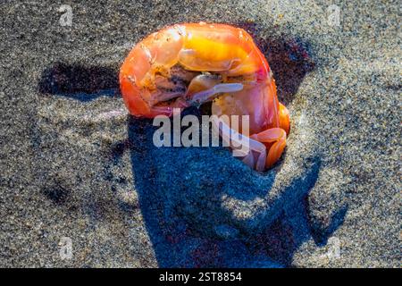 Bay ghost shrimp (Neotrypaea californiensis Stock Photo - Alamy
