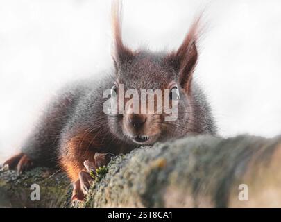brown squirrel lying on a green wooden bench Stock Photo - Alamy