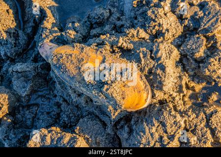 Razor Clam harvest on Mocrocks Beach, Pacific Ocean, Washington State ...