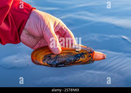 Razor Clam harvest on Mocrocks Beach, Pacific Ocean, Washington State ...