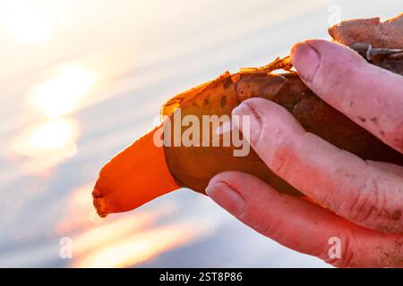 Razor Clam harvest on at sunset on Mocrocks Beach, Pacific Ocean ...