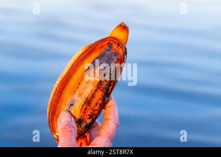Razor Clam harvest on at sunset on Mocrocks Beach, Pacific Ocean ...