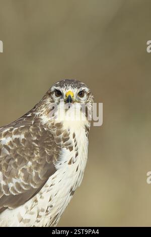 Buzzard (buteo buteo), light-coloured variant, light morph, side view ...