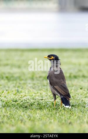 Starling stands in green grass in spring afternoon Stock Photo - Alamy