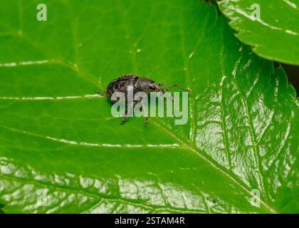 Weevil pretending to be dead Stock Photo - Alamy