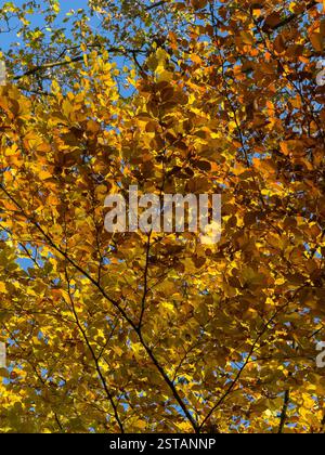 Autumn leaves against the sun, color toning applied, selective focus ...