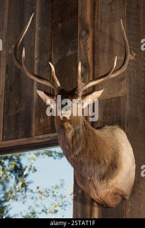 Mounted Stag Head on Cabin Wall. wooden Russian house in Siberia ...
