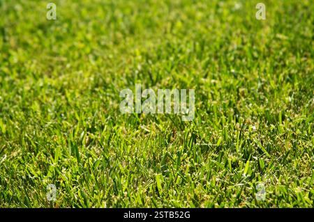 Lush green grass texture for nature background Stock Photo - Alamy
