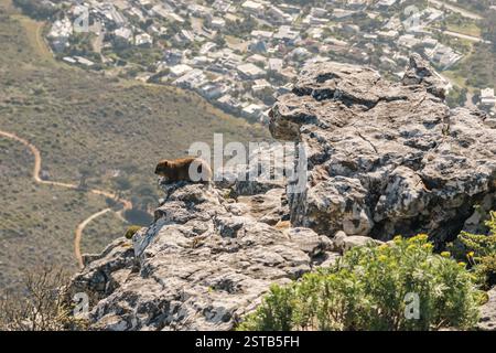A cute rock hyrax sitting on a tree at Serengeti National Park in ...