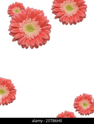 Falling Gerber Daisies with variable depth of field Stock Photo - Alamy