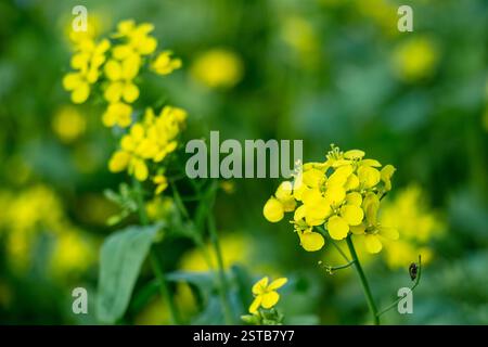 Beautiful Organic Yellow Mustard Flowers in Field, India, Odisha Stock ...