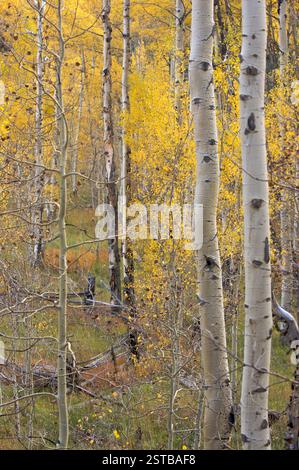 Aspen Leaves Changing Color In Golden Gate Canyon State Parkahppy Stock ...