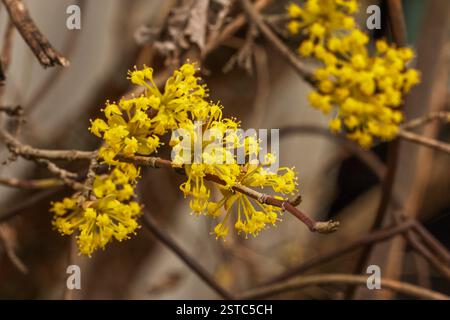 Cornel tree during early springtime in blossom. Cornelian cherry ...