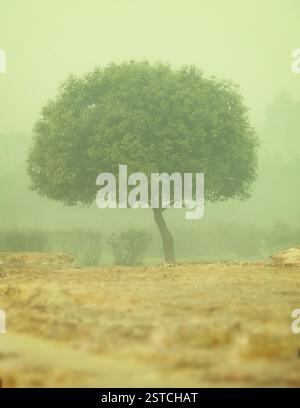 thick morning fog in the summer forest. thick morning fog in the forest ...
