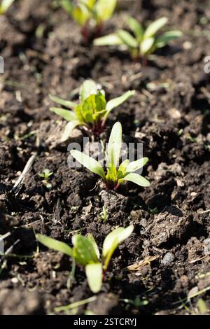 Young green beetroot plans on a path in the vegetable garden Stock ...