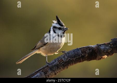 Bridled Titmouse (Baeolophus wollweberi), It is small, crested and gray ...