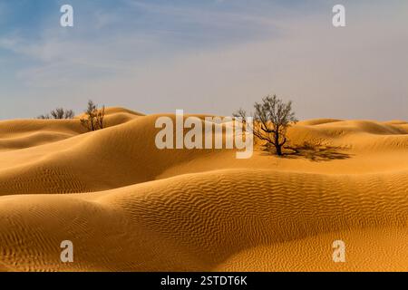 Background. Tamarisk trees (Tamarix aphylla) growing on a sand dunes in ...