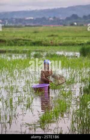 In early February, heavy rains and warm weather led to the appearance ...