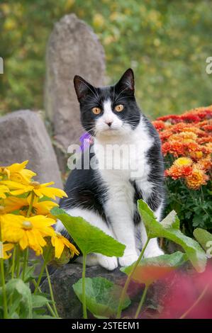 beautiful black and white tuxedo cat portrait on red background with ...