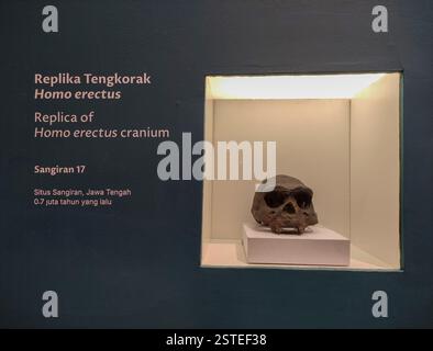 Jakarta, February 08, 2025: Replica of Trinil Femur Displayed in a ...