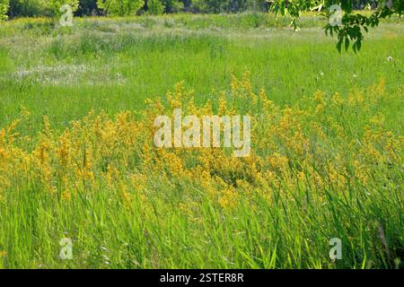 Bedstraw is a genus of annual, biennial and perennial herbaceous plants ...