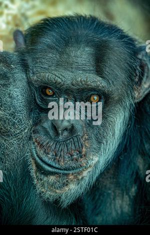Bonobos (Pan paniscus), bonobos, family (animals) (exterior) (outdoor ...