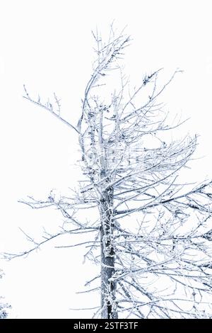 Mid-Range View of Tree with Frosty Branches and Frozen Trunk Stock ...