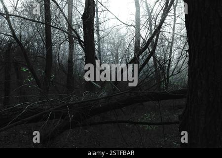 Dark creepy woodland, horror winter forest, fantastic nature, foggy ...