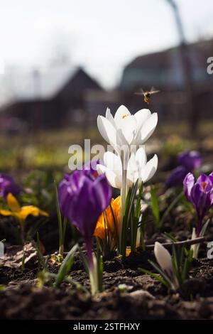 A closeup shot of a honeybee pollinating a bright pink coneflower Stock ...