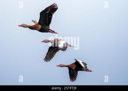 Delray Beach, USA. 18th Feb, 2025. Great Egret flies over the ...