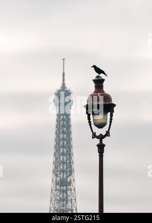 Crow in the street of Paris Stock Photo - Alamy