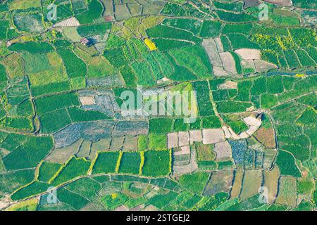 Aerial view scenery of yellow paddy field and palm plantation Stock ...
