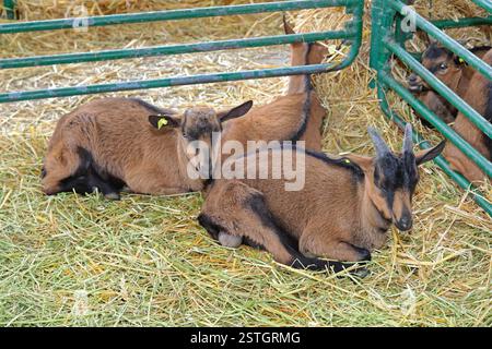 Brown Goats in Pen at Farm Stock Photo - Alamy
