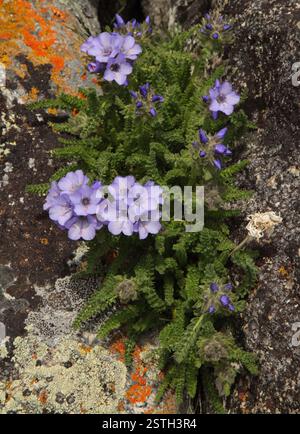 sky pilot (Polemonium viscosum Stock Photo - Alamy