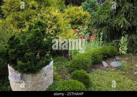 Border with Chamaecyparis pisifera ’Golden Mops’- False Cypress, red ...