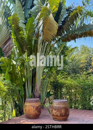 Two ceramic pots with plants on a pink-blue background, top view Stock ...
