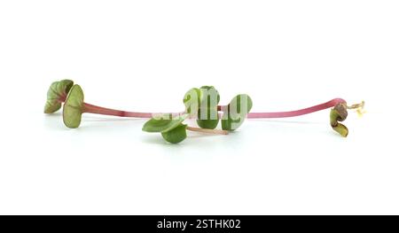 Homegrown radish sprouts or microgreens, close up Stock Photo - Alamy