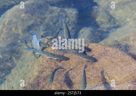 Close-Up Of Golden Grey Mullet Isolated On White Stock Photo - Alamy