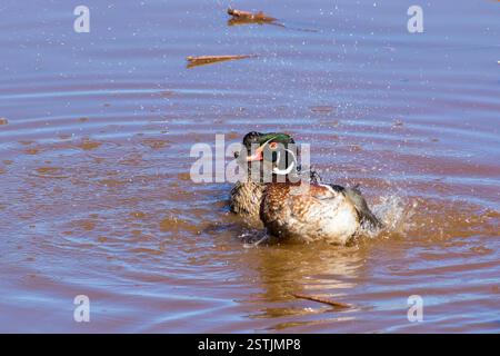 Female and Male Wood or Carolina Duck (Aix sponsa Stock Photo - Alamy