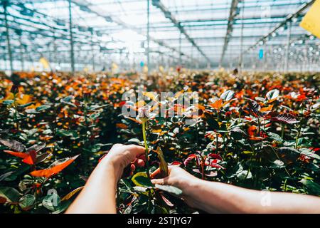 Greenhouse roses growing under daylight. Roses are grown in a ...