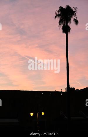 Tall palm tree stands in front of rugged, sunlit rocky cliffs and ...