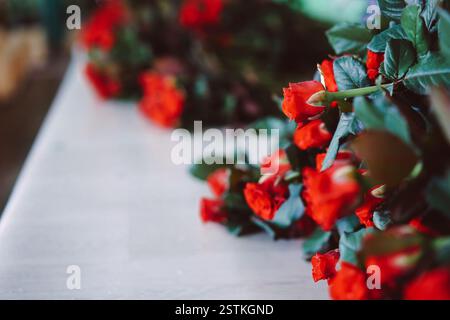 fresh cut red roses lie on the table Stock Photo - Alamy